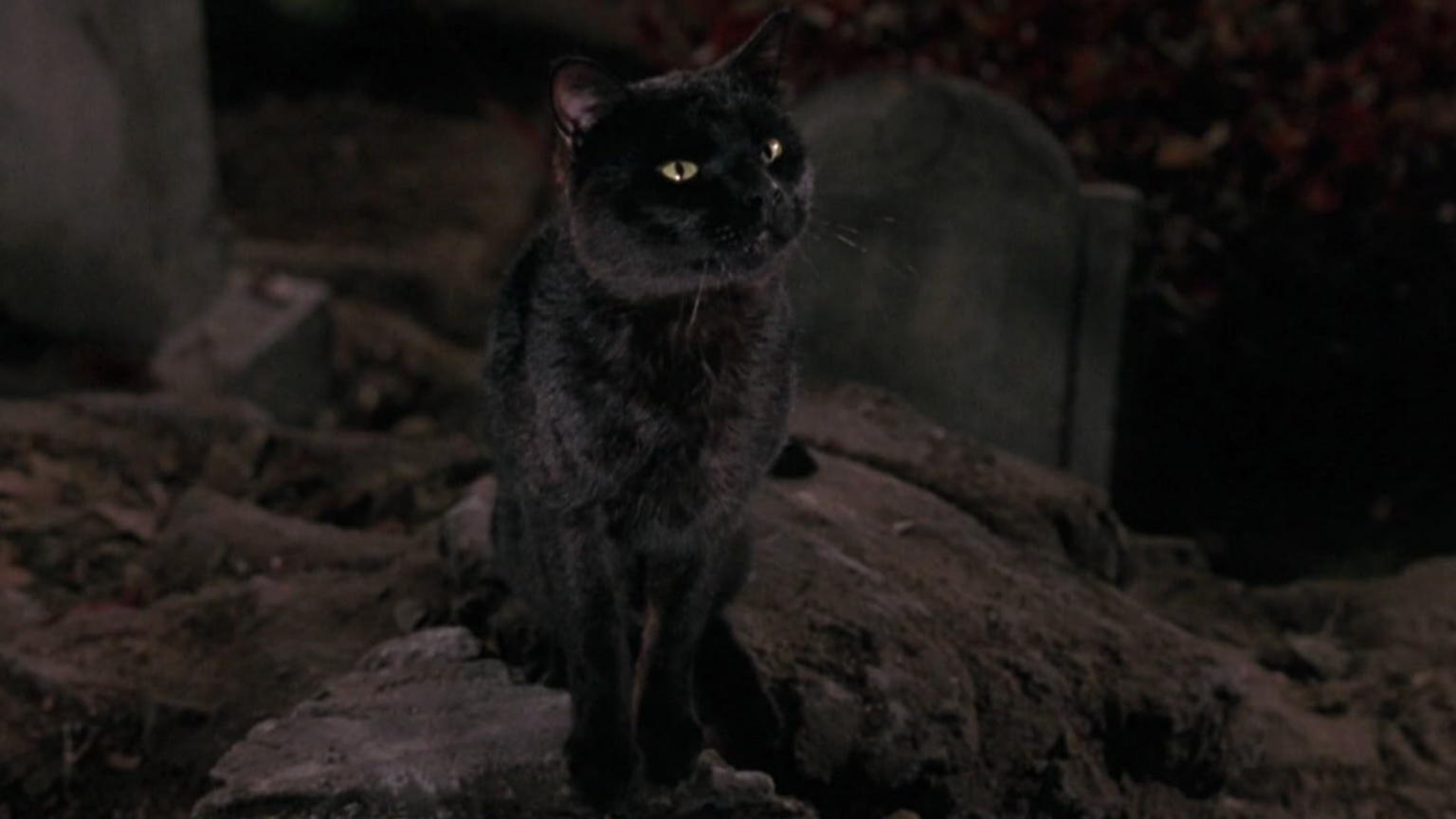 The 21 Best Animal Sidekicks in Media - movie nights and sleepovers