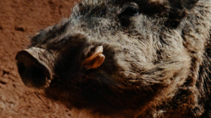 21 Must-Watch Horror Movies With Aggressive Animals - movie nights and ...